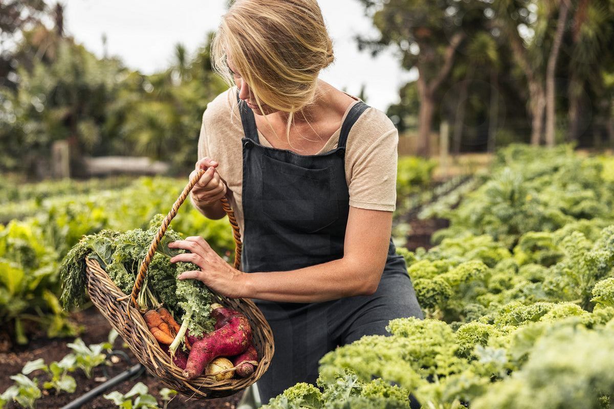 Picking fresh vegetable produce – Jacob Lund Photography Store- premium ...